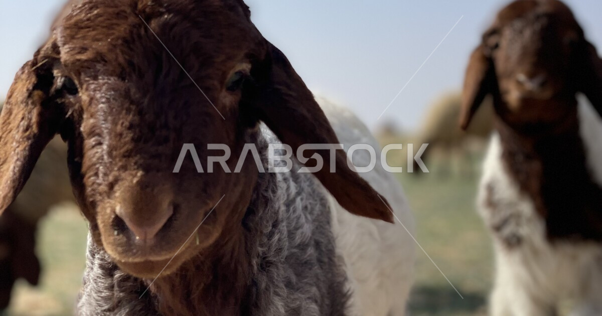 Livestock farming in nature reserves, animal care and maintenance for ...