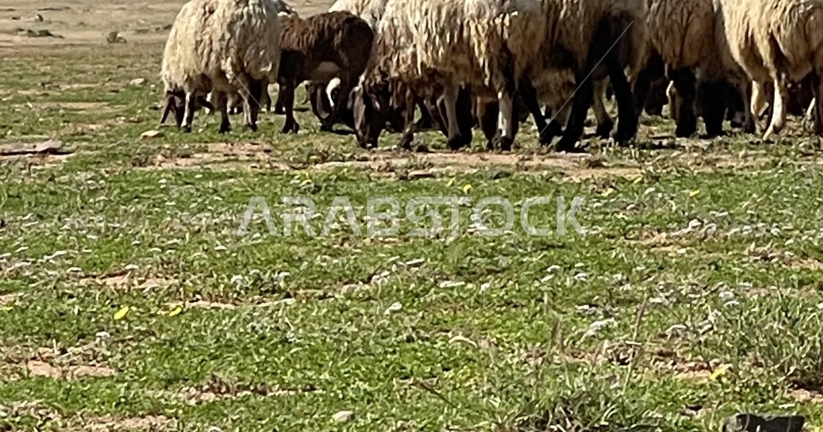Livestock farming in nature reserves, animal care and maintenance for ...