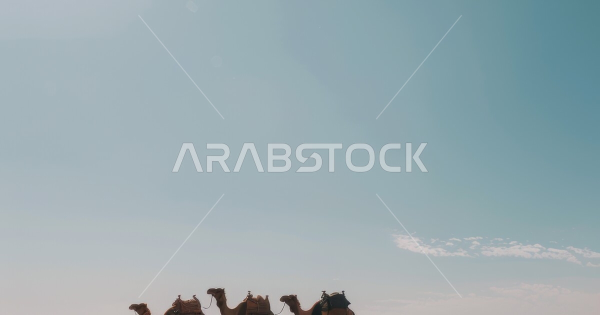 Purebred camels moving on the sand dunes in the deserts of Saudi Arabia ...