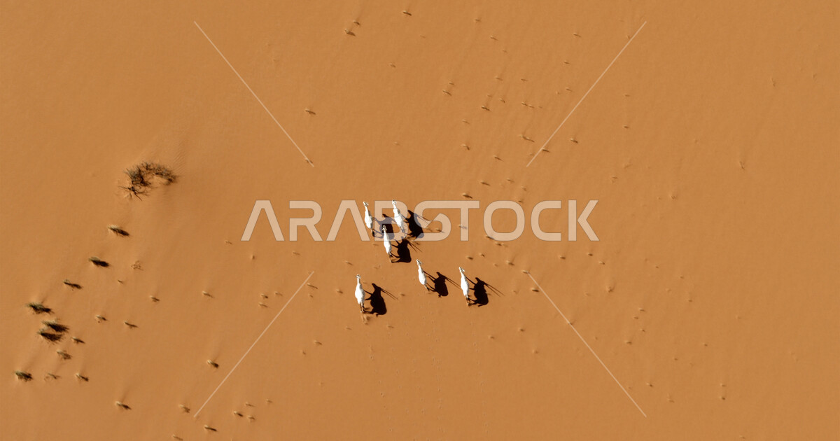 صورة لحيوان المها العربية أبيض اللون ذات قرون طويلة مستقيمة وذيل، حيوان ...