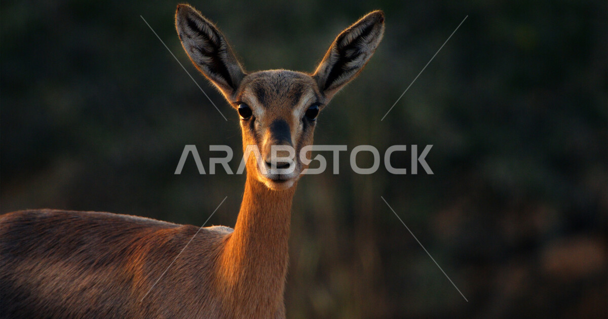 حيوان الغزال الجميل في الغابات والصحراء، حيوانات الثديي الأليفة ...