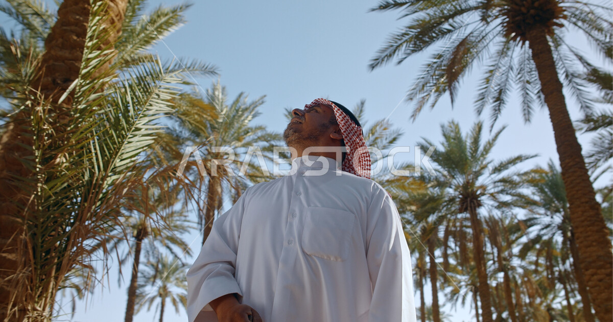 Green palm farms in the Kingdom of Saudi Arabia, a natural reserve for ...