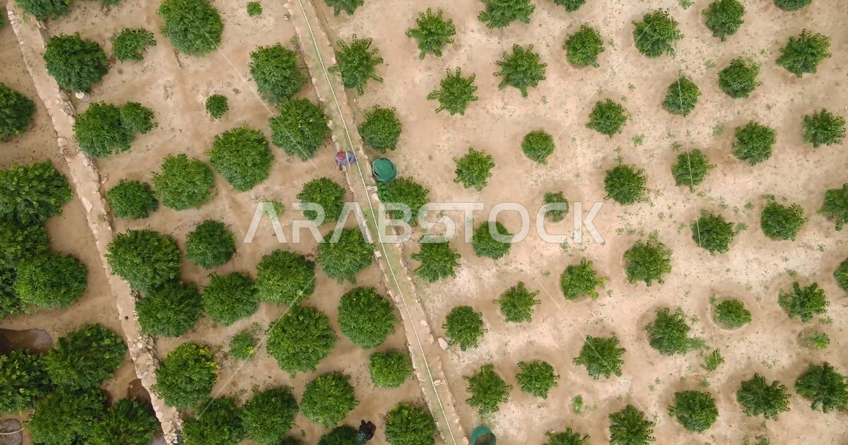 Mango tree forest, Al Ain, United Arab Emirates, green trees and plants ...