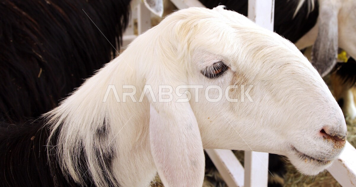Animal husbandry farm in Saudi Arabia, close-up of goats in an animal ...