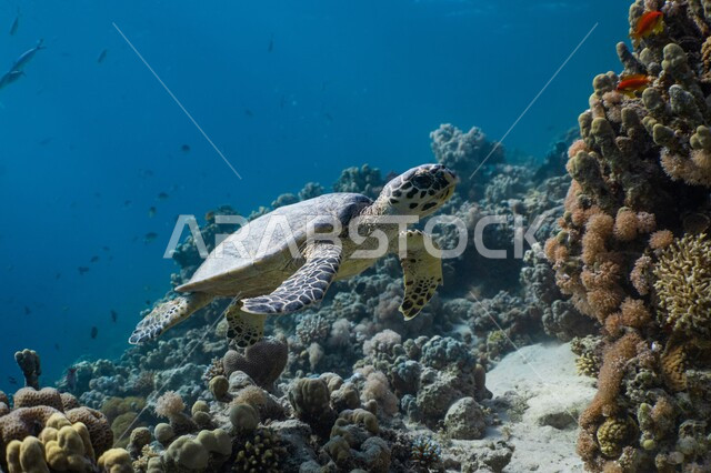Amphibians and reptiles, close-up of a sea turtle swimming on the ...