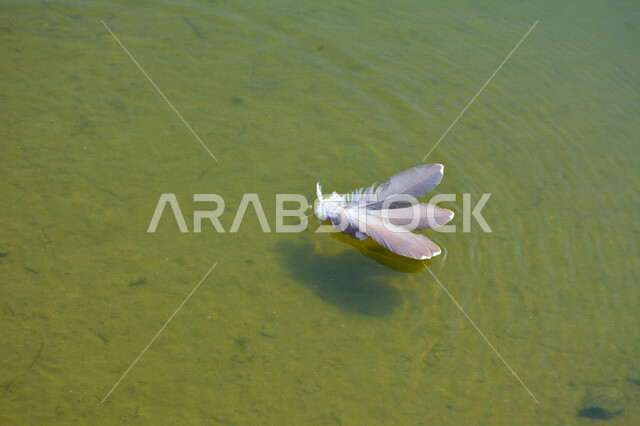 Close-up of a flying insect on the stream of pure water in Wadi Al ...
