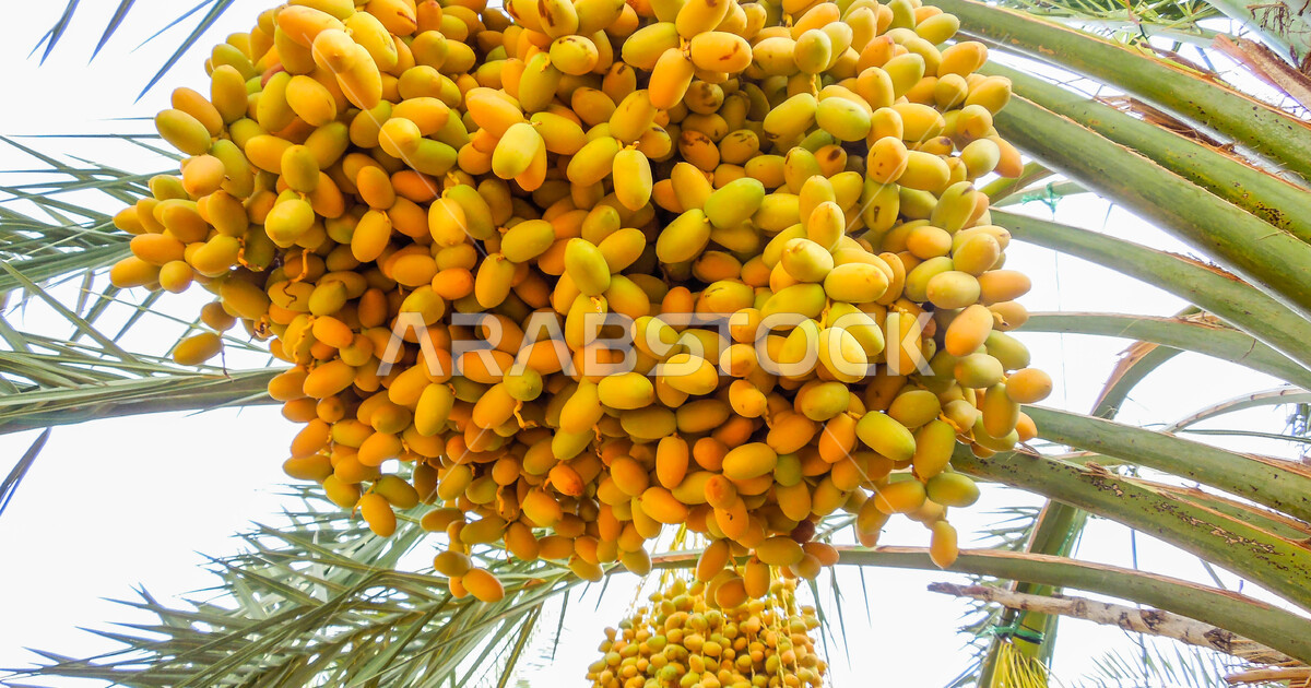 Fruitful palm trees in the Kingdom of Saudi Arabia, farms for the ...