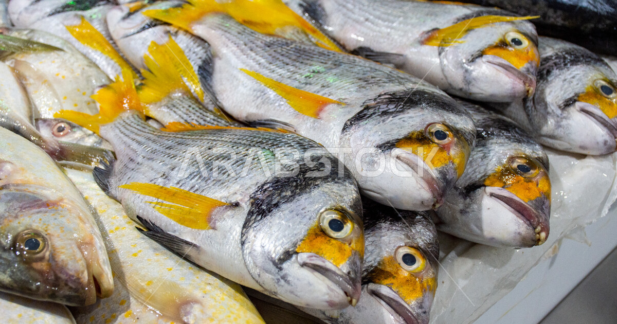 Seafood rich in protein, fresh seafood and seafood in Dubai markets ...