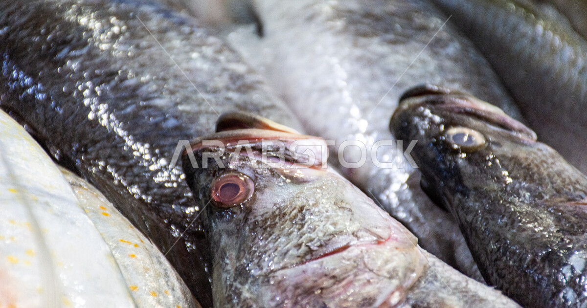 Fish market in the Deira area, seafood rich in protein, fresh seafood ...