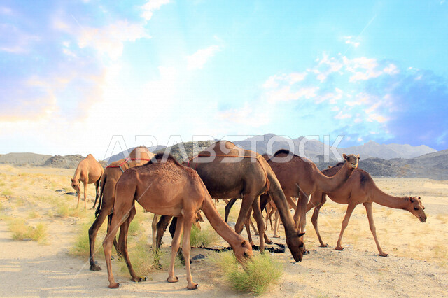 A picture of camels (camels) of desert animals with great patience and ...