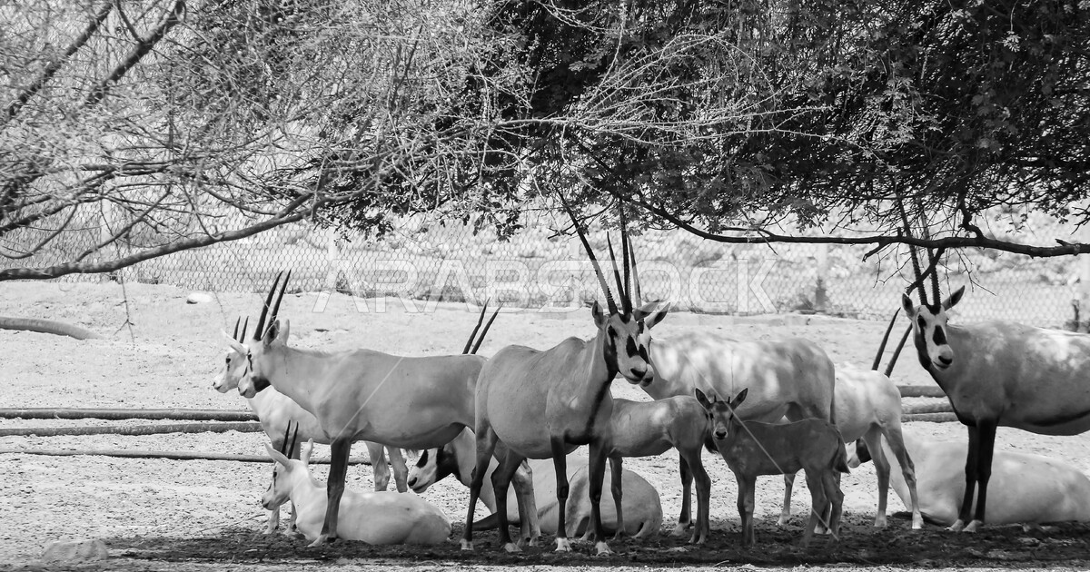 A picture of a white Arabian Oryx with long straight horns and a tail ...