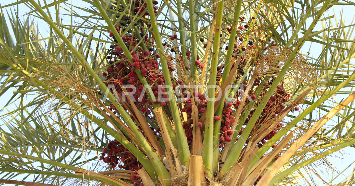 Fruitful palm trees in the Kingdom of Saudi Arabia, farms for the ...