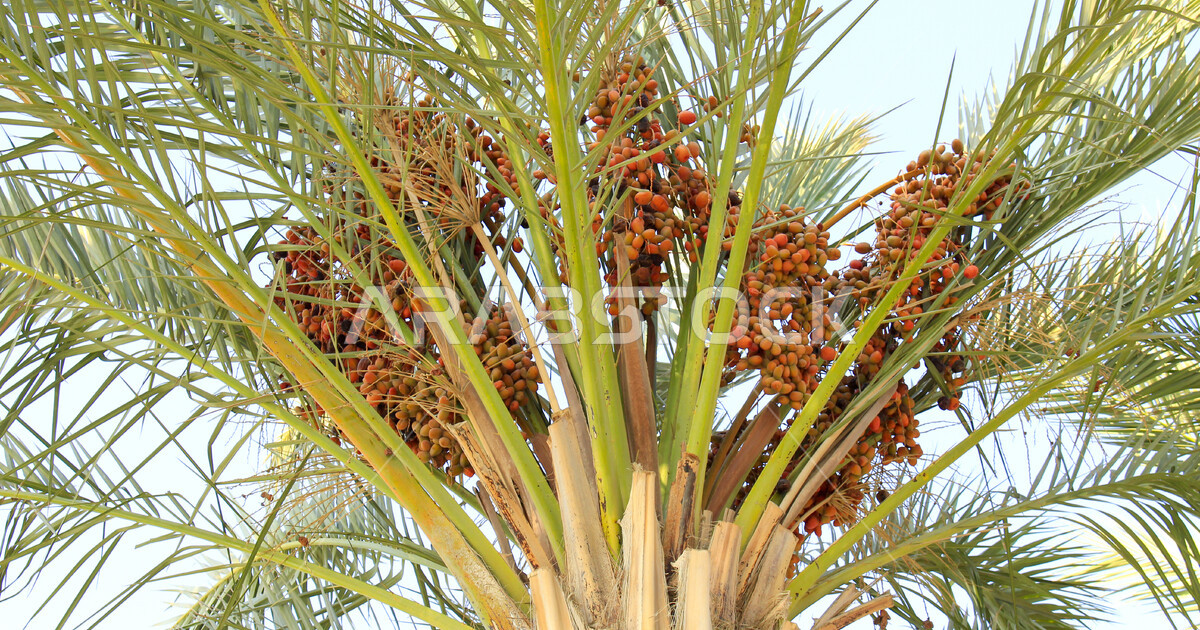 Fruitful palm trees in the Kingdom of Saudi Arabia, farms for the ...