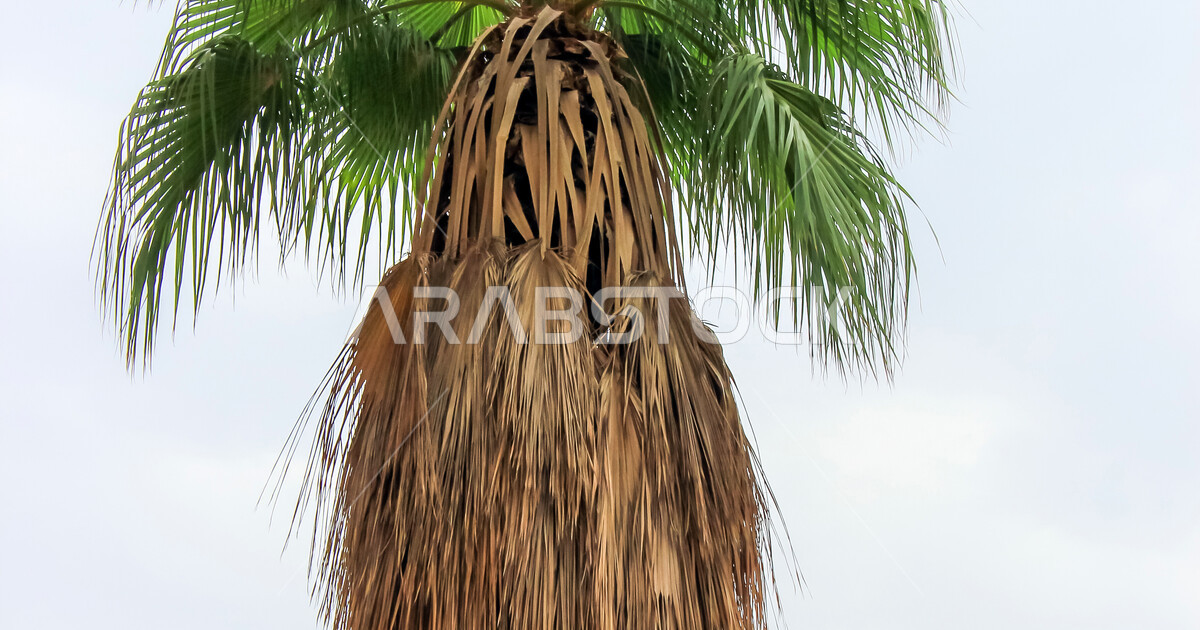 Fruitful palm trees in the Kingdom of Saudi Arabia, farms for the ...