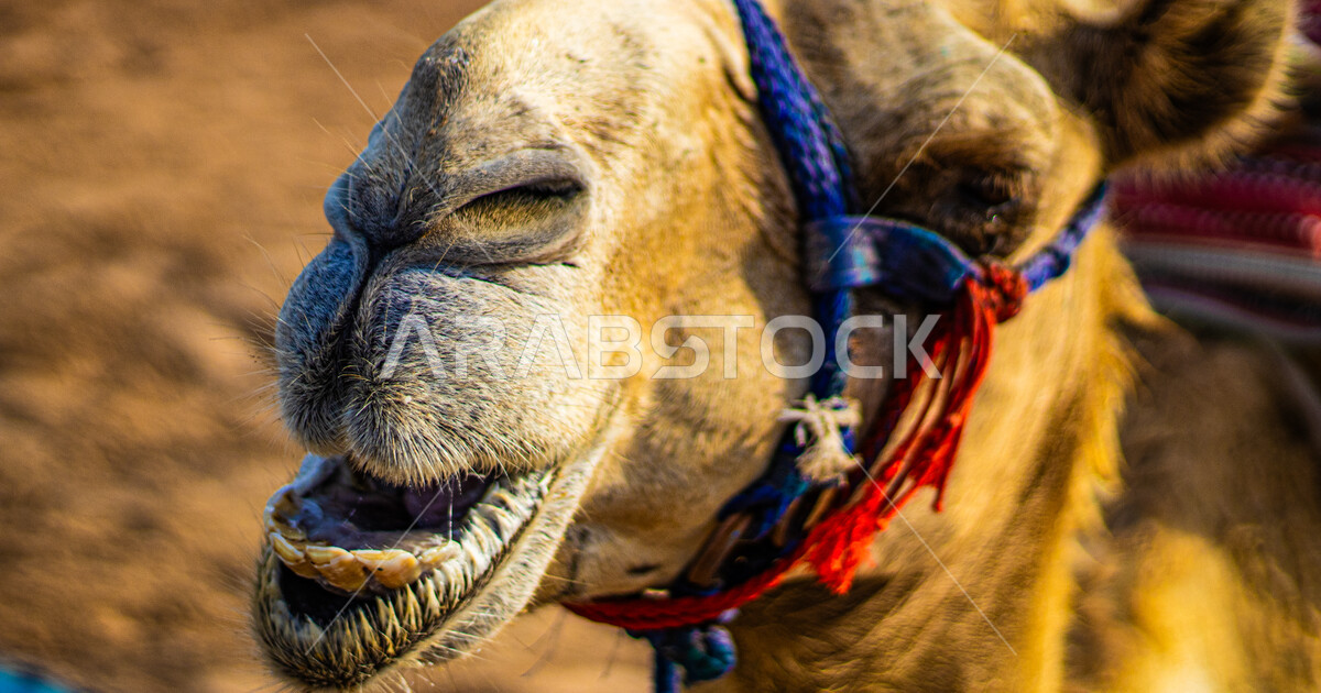 Inheriting the love and care of camels from ancestors, the importance ...