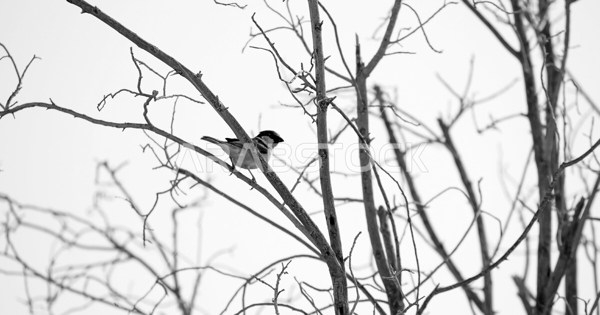 Uncolored picture of a little bird sitting on a tree branch in the sun ...
