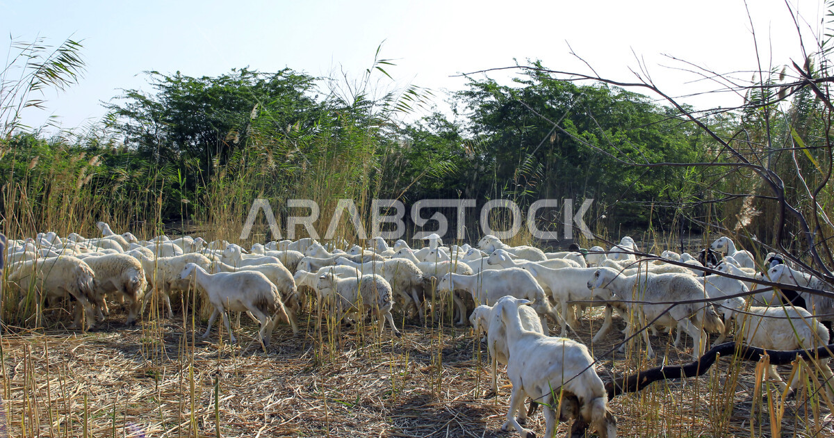Sheep market, goat animal in the desert of Saudi Arabia, animal ...