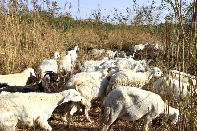 Sheep market, goat animal in the desert of Saudi Arabia, animal ...