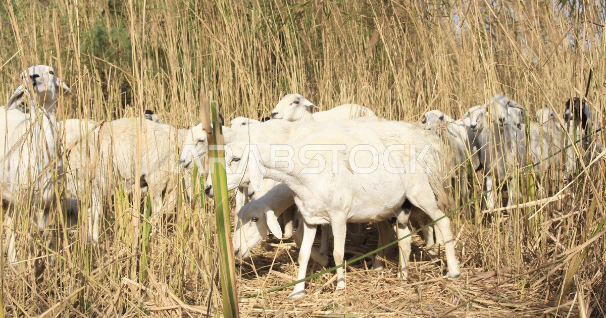 Sheep market, goat animal in the desert of Saudi Arabia, animal ...