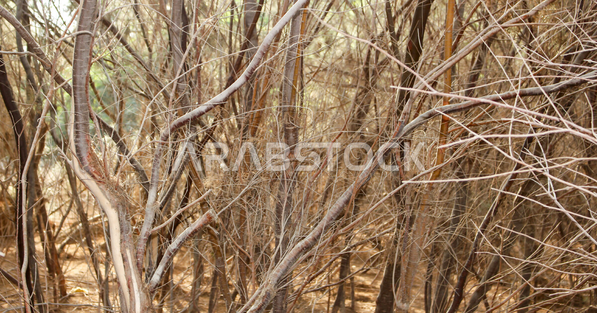 Natural places in Saudi Arabia, green agricultural nature, tree ...
