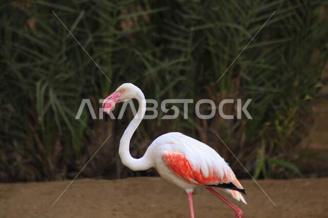 The pink flamingo is one of the most beautiful birds in the world, a ...