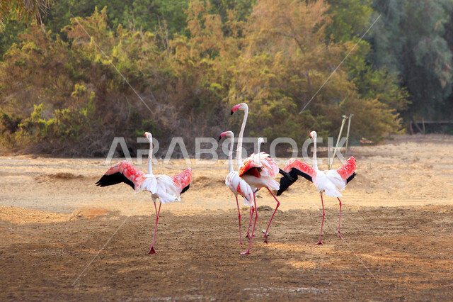 The pink flamingo is one of the most beautiful birds in the world, a ...