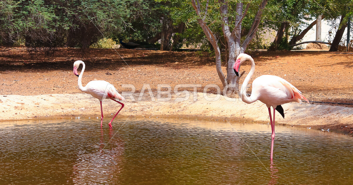 The pink flamingo is one of the most beautiful birds in the world, a ...