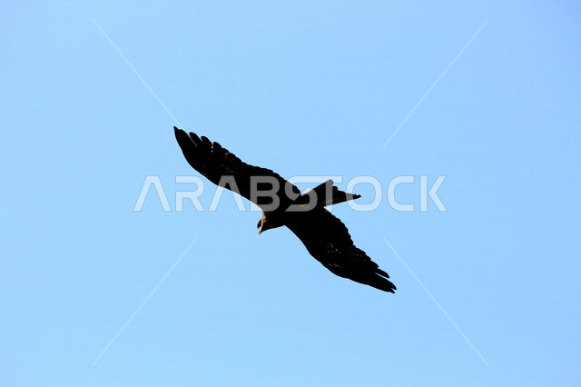 A picture of a predatory hawk in Saudi Arabia, the eagle of prey - Photo