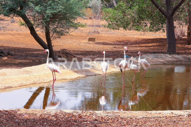 The pink flamingo is one of the most beautiful birds in the world, a ...