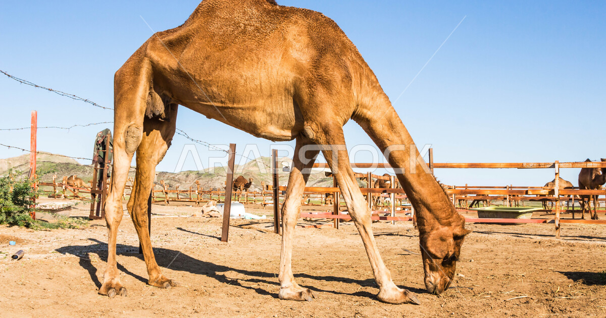 A picture of a camel in a camel farm, a caravan of camels in a ...