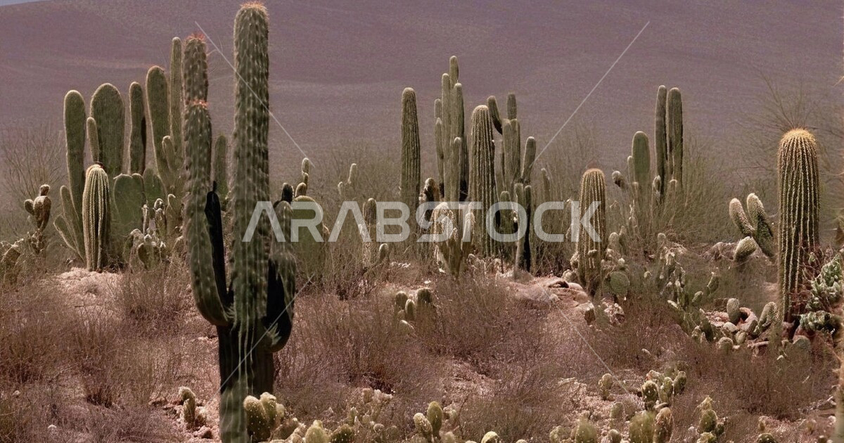 Prickly pear cactus in desert areas, sand dunes in the prairies, safari ...