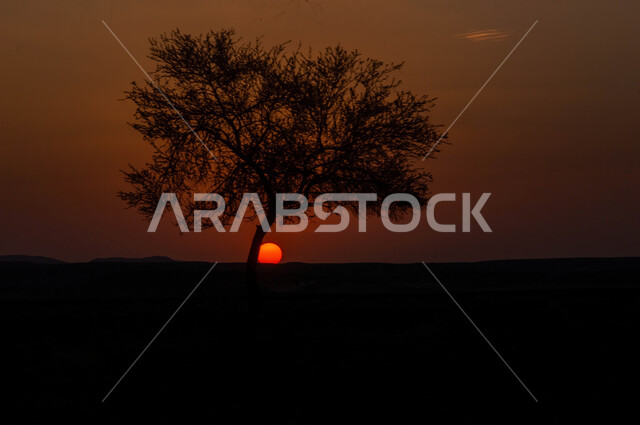 Interest in afforestation and planting green plants in desert areas ...