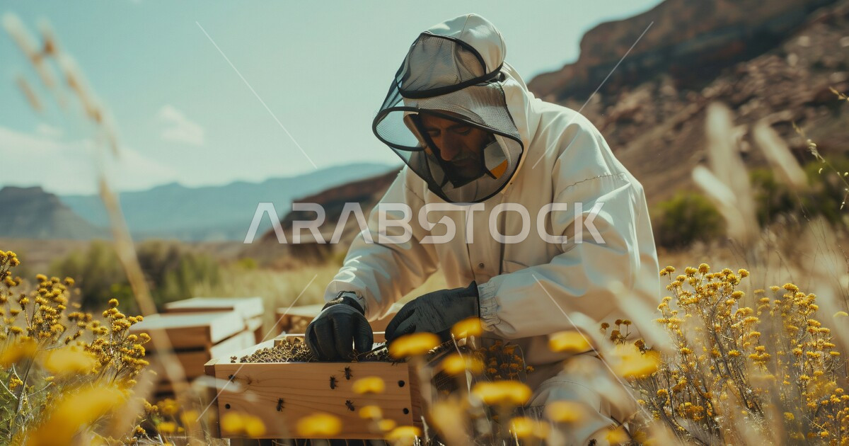 Extracting natural honey from beehives in the Kingdom of Saudi Arabia ...