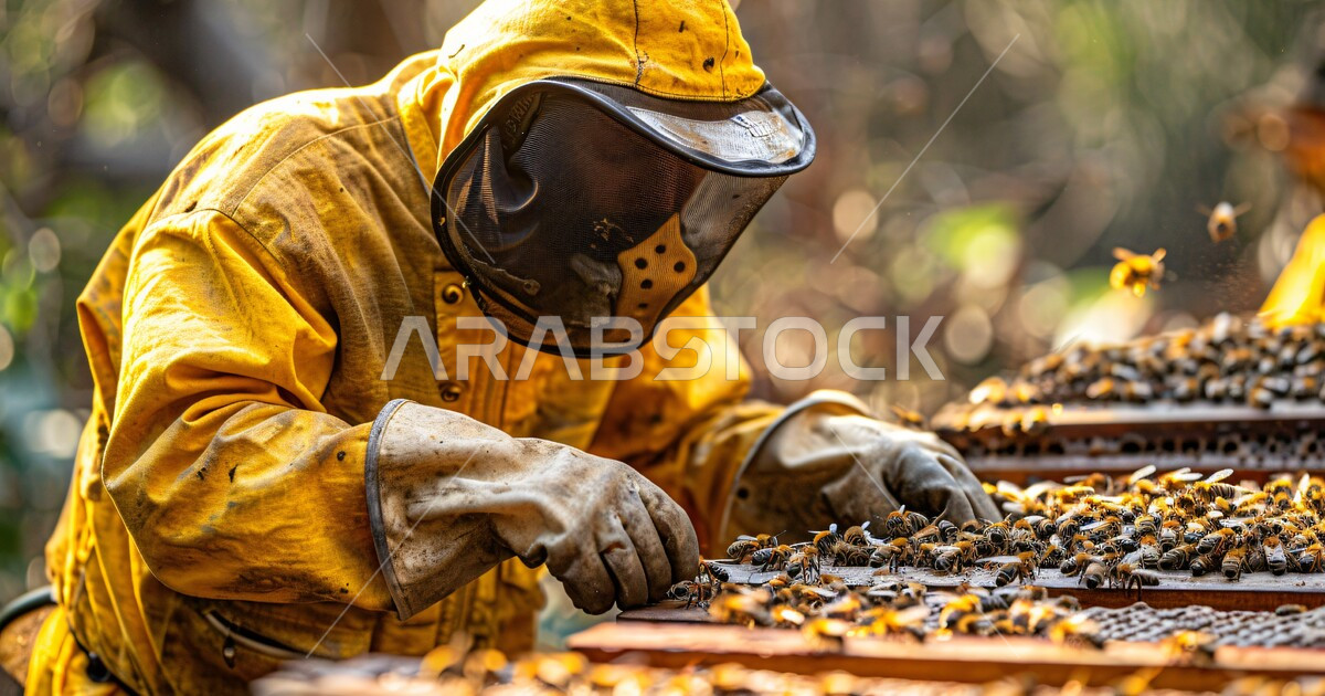 Extracting natural honey from beehives in the Kingdom of Saudi Arabia ...