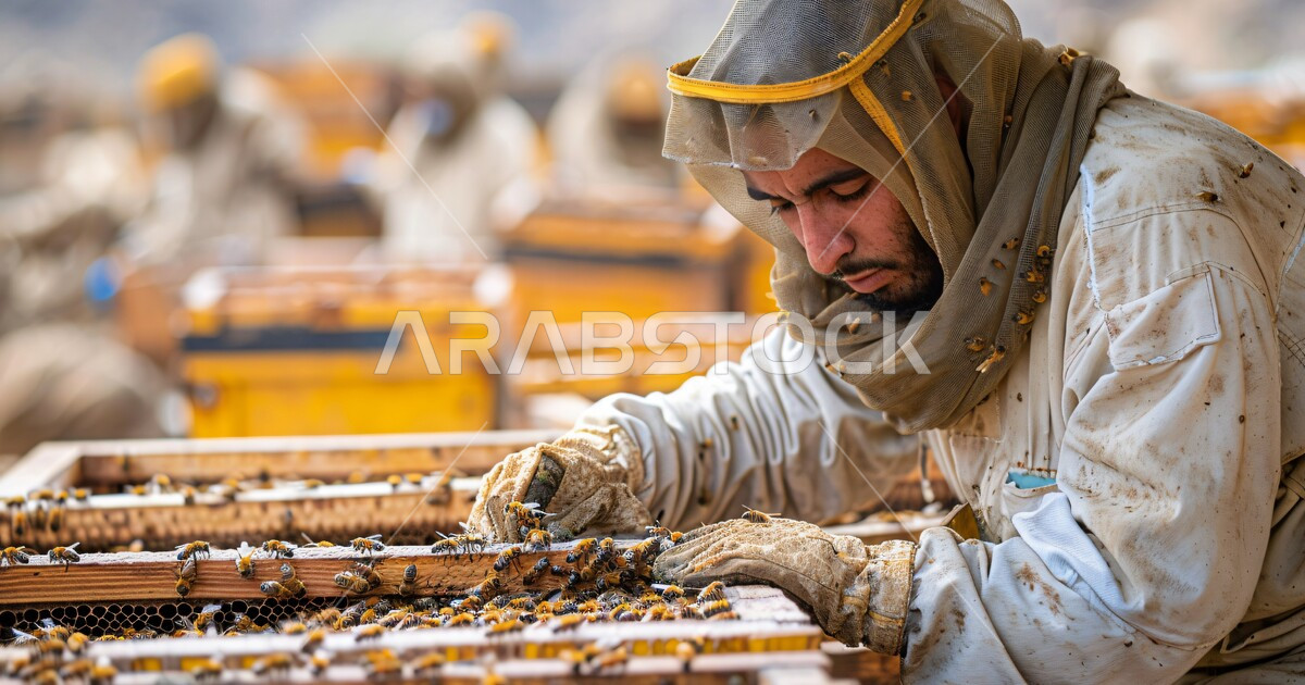 Extracting natural honey from beehives in the Kingdom of Saudi Arabia ...