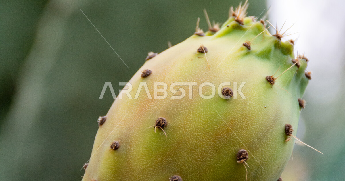 منتجات ومحاصيل زراعية محلية وطنية، فاكهة صيفية صحية غنية بالمعادن ...