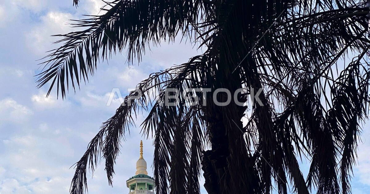 Close-up of palm trees in the Grand Mosque in Makkah by day, the beauty ...
