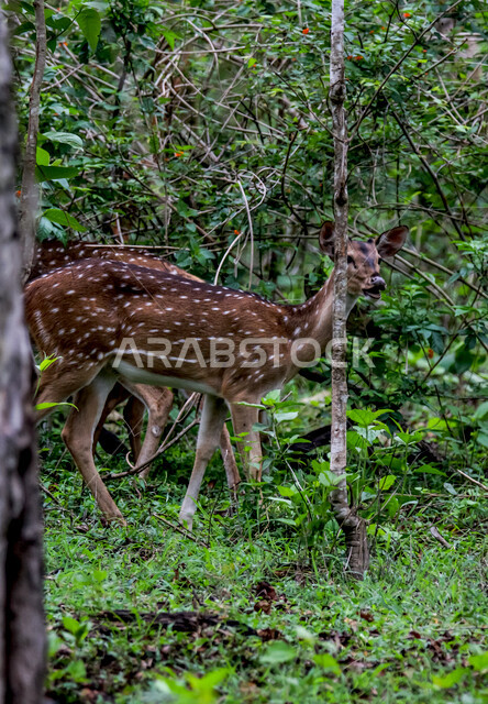 Beautiful deer in the forests, pet mammals, deer animals in a zoo in ...
