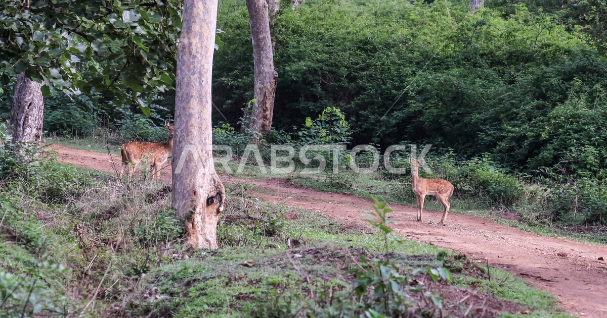Beautiful deer in the forests, pet mammals, deer animals in a zoo in ...