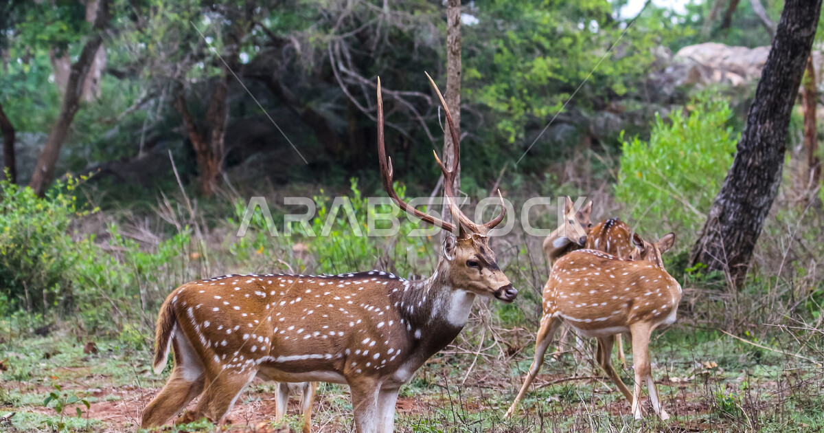 Beautiful deer in the forests, pet mammals, deer animals in a zoo in ...
