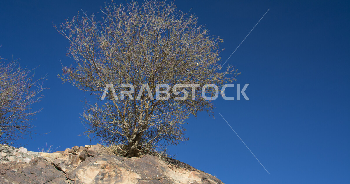 A picture of desert trees in the mountainous desert areas of Wadi Waj ...