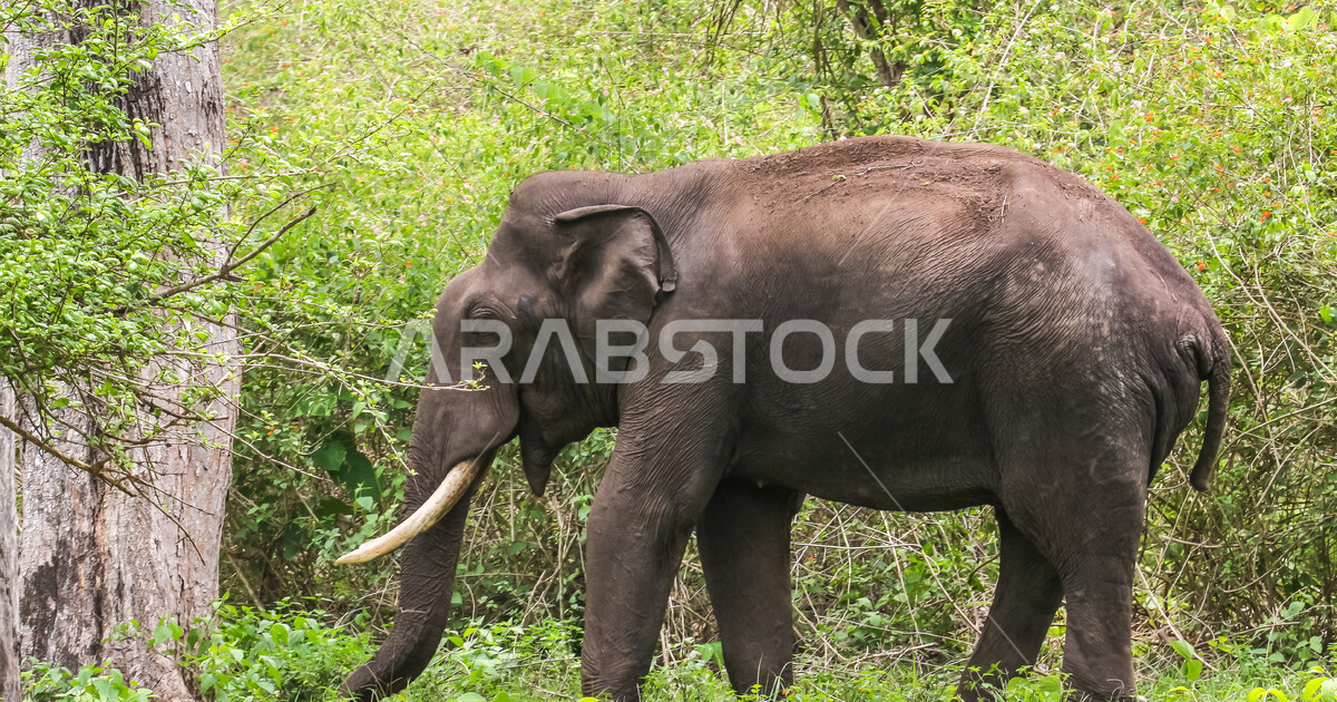 A huge elephant in one of the forests of the Kingdom of Saudi Arabia, a ...