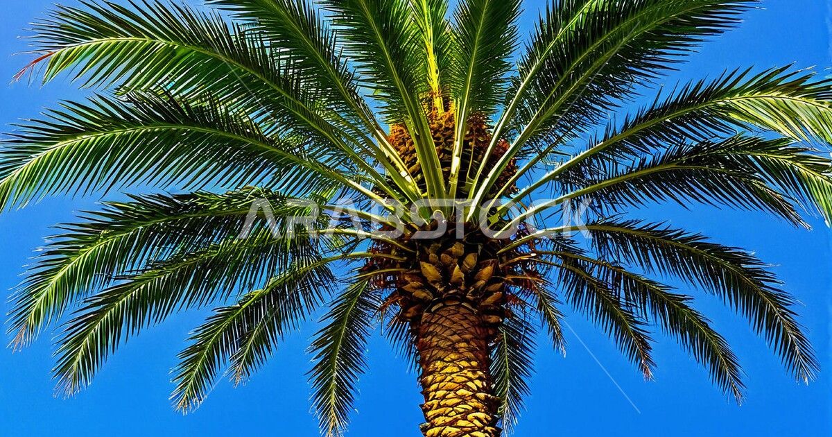 Green palm farms and oases in the Kingdom of Saudi Arabia, a nature ...