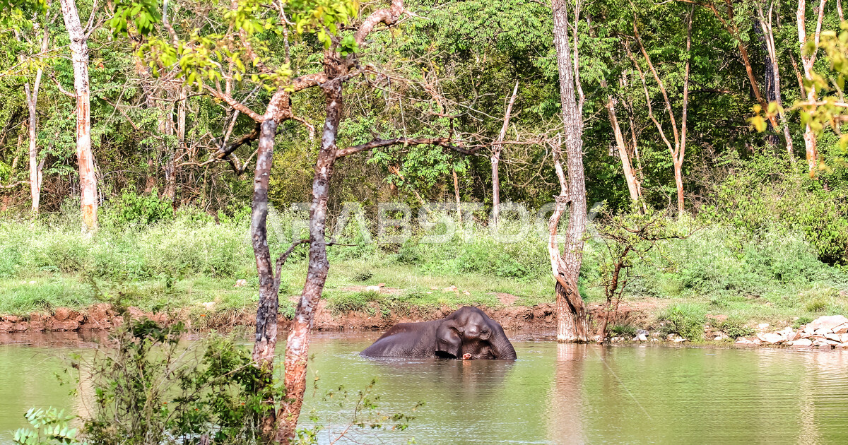 A huge elephant playing in one of the water swamps in the forests of ...