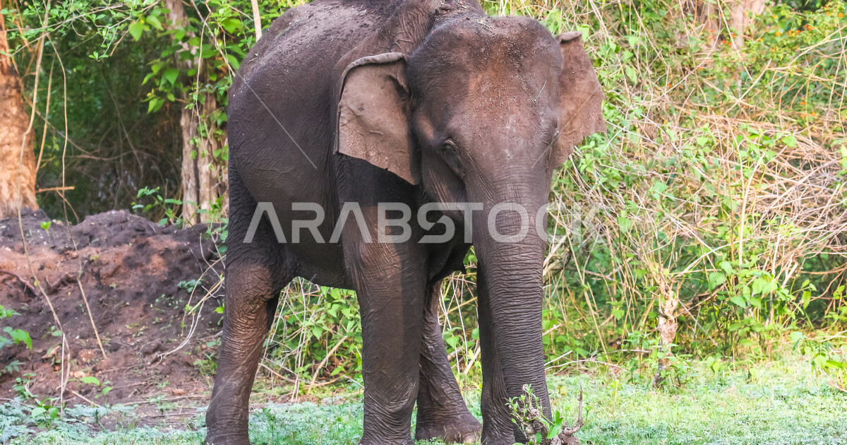 A huge elephant playing in one of the water swamps in the forests of ...