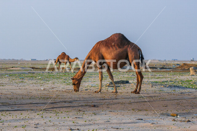 A picture of a camel catching food in one of the wild reserves in Mecca ...