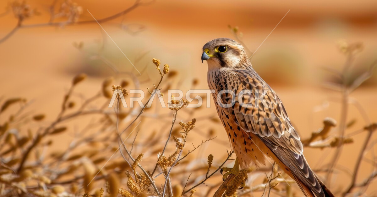 Pride in the rich Saudi heritage of falconry, a close-up of a falcon ...