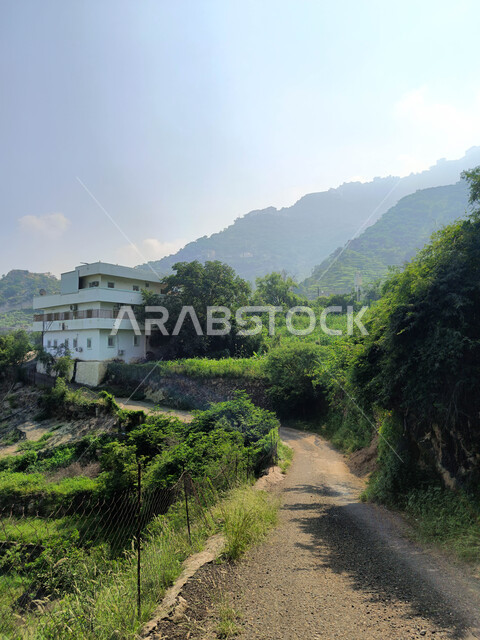 Green trees and plants in the Al-Fayfa Mountains in the south of the ...