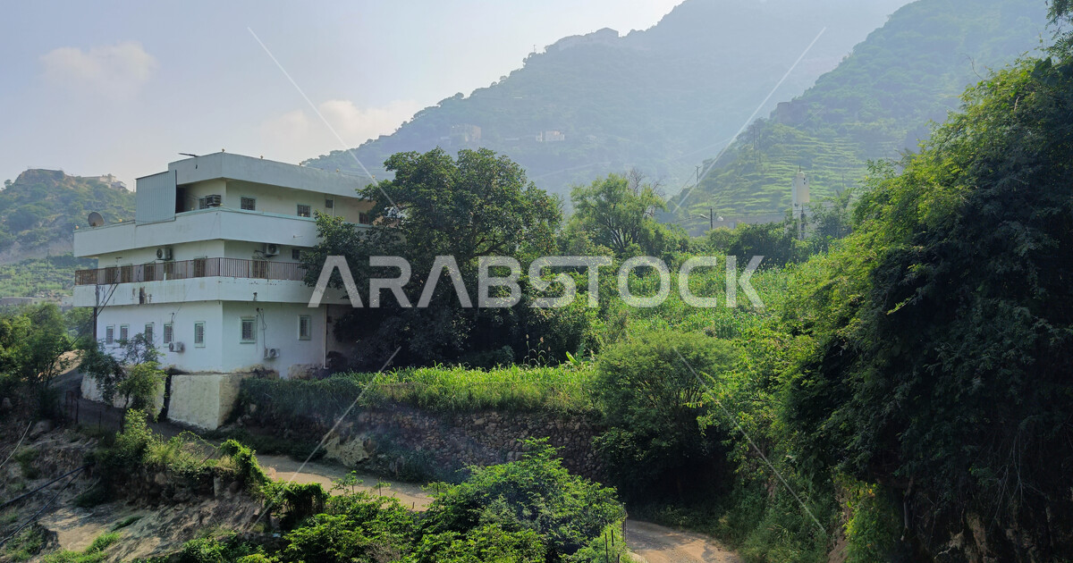 Green trees and plants in the Al-Fayfa Mountains in the south of the ...