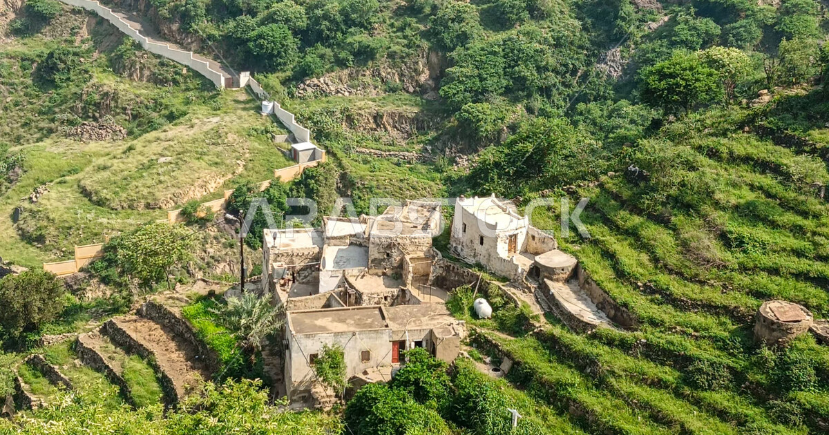 Green trees and plants in the Al-Fayfa Mountains in the south of the ...